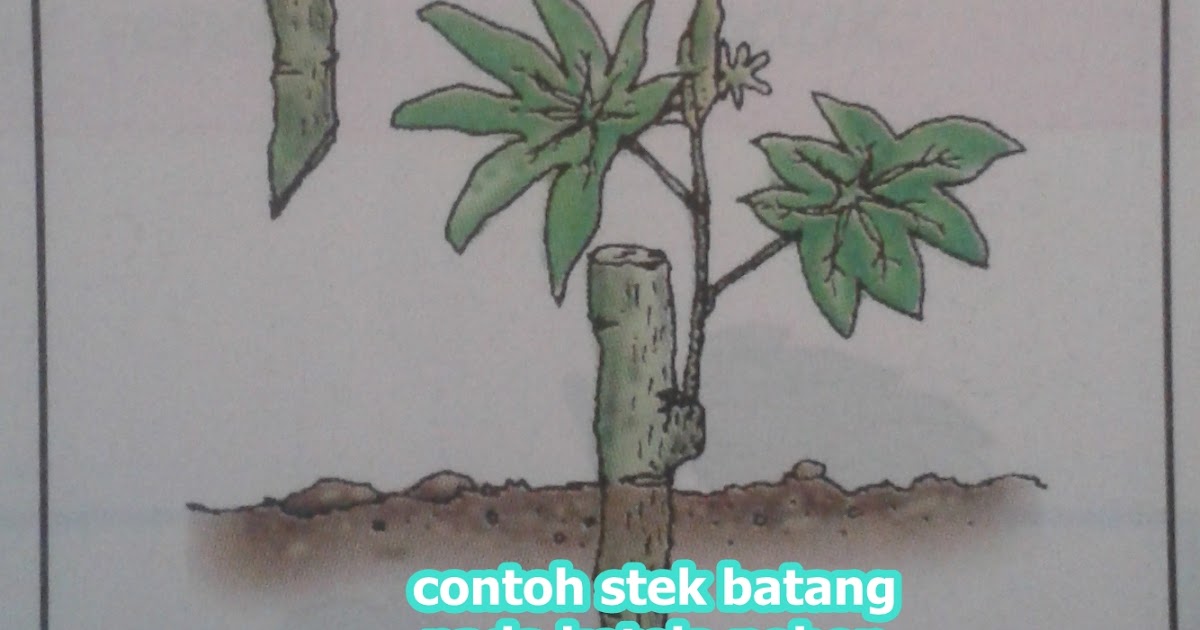 Macam-Macam Stek Dan Contohnya