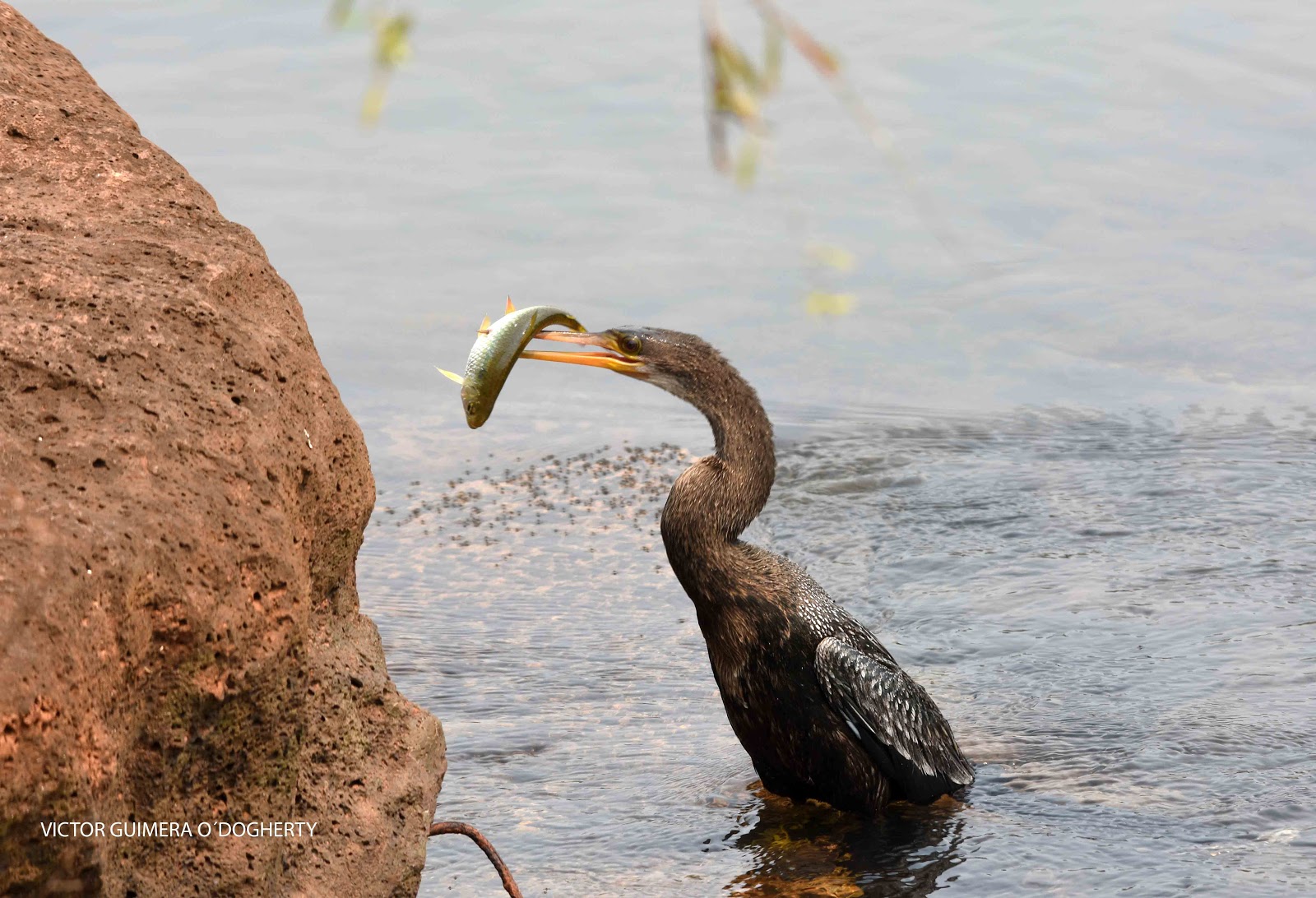 Mis imágenes de aves: MAS FOTOS DE LA ANINGA