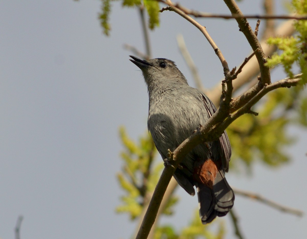 Woods Walks and Wildlife: May 2015