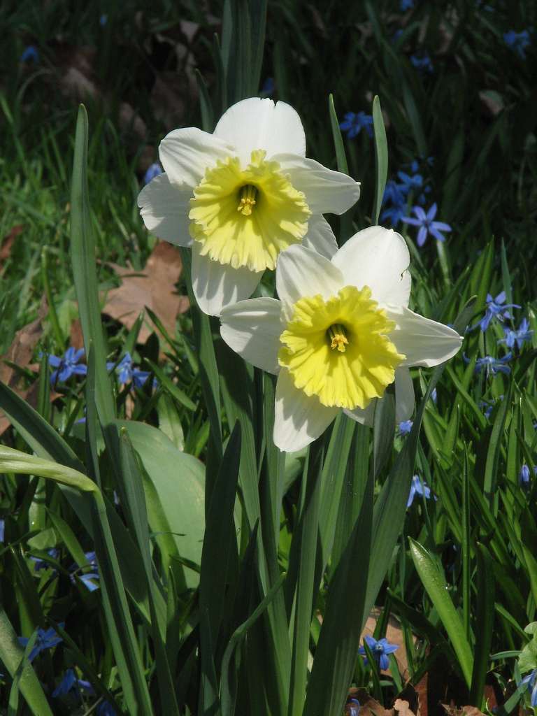 Pokloni mi cvet: Narcissus sp.