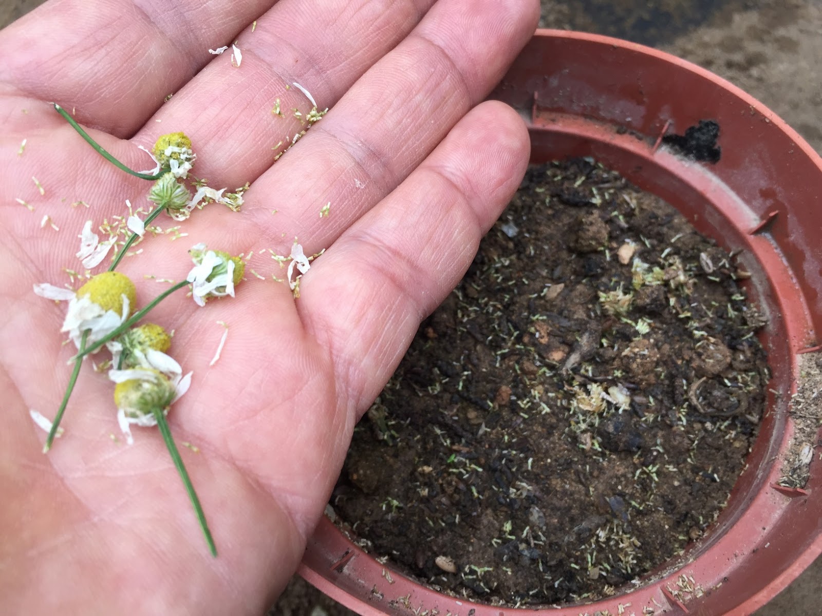 How to Grow Chamomile