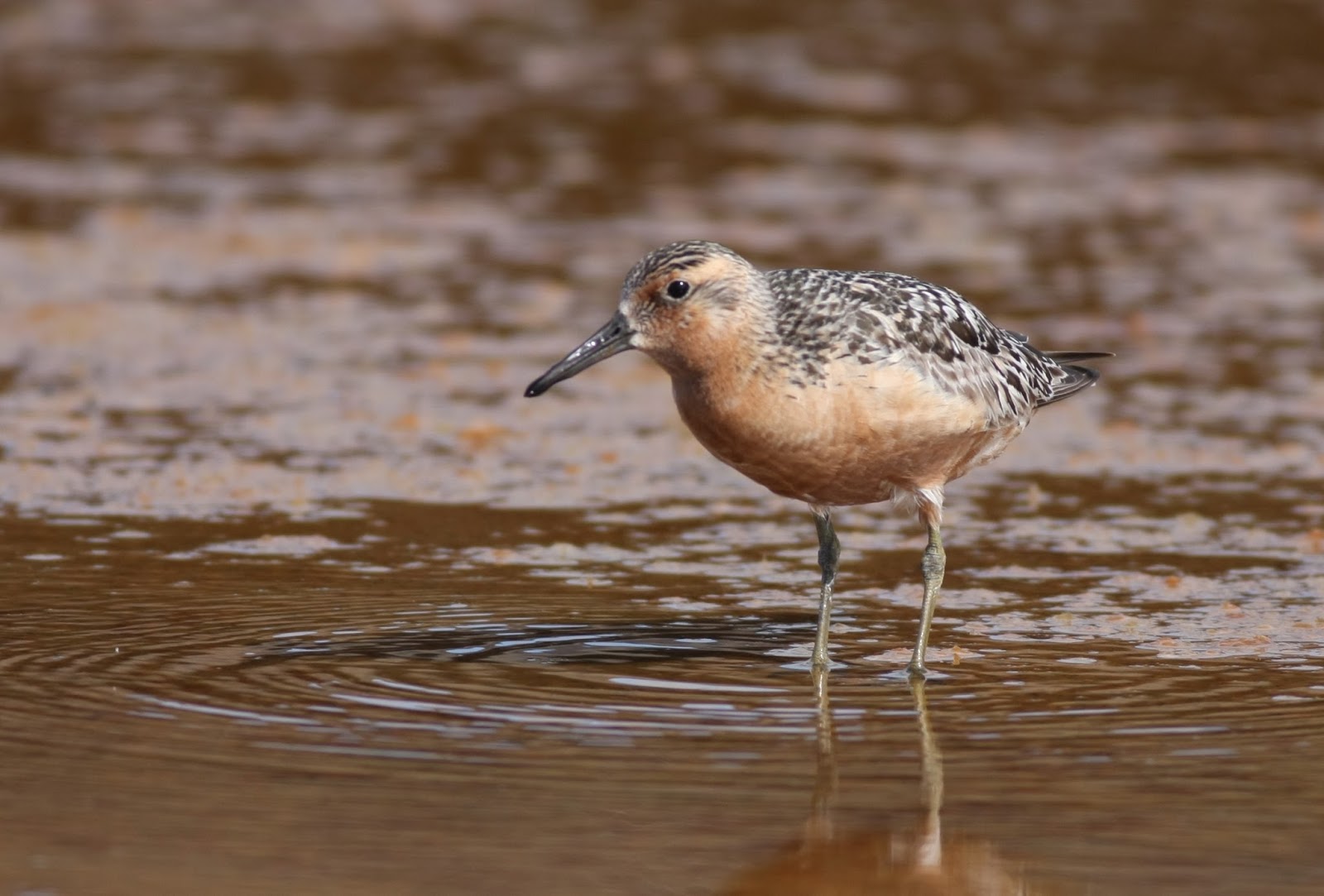 La Palma Birds: 2017