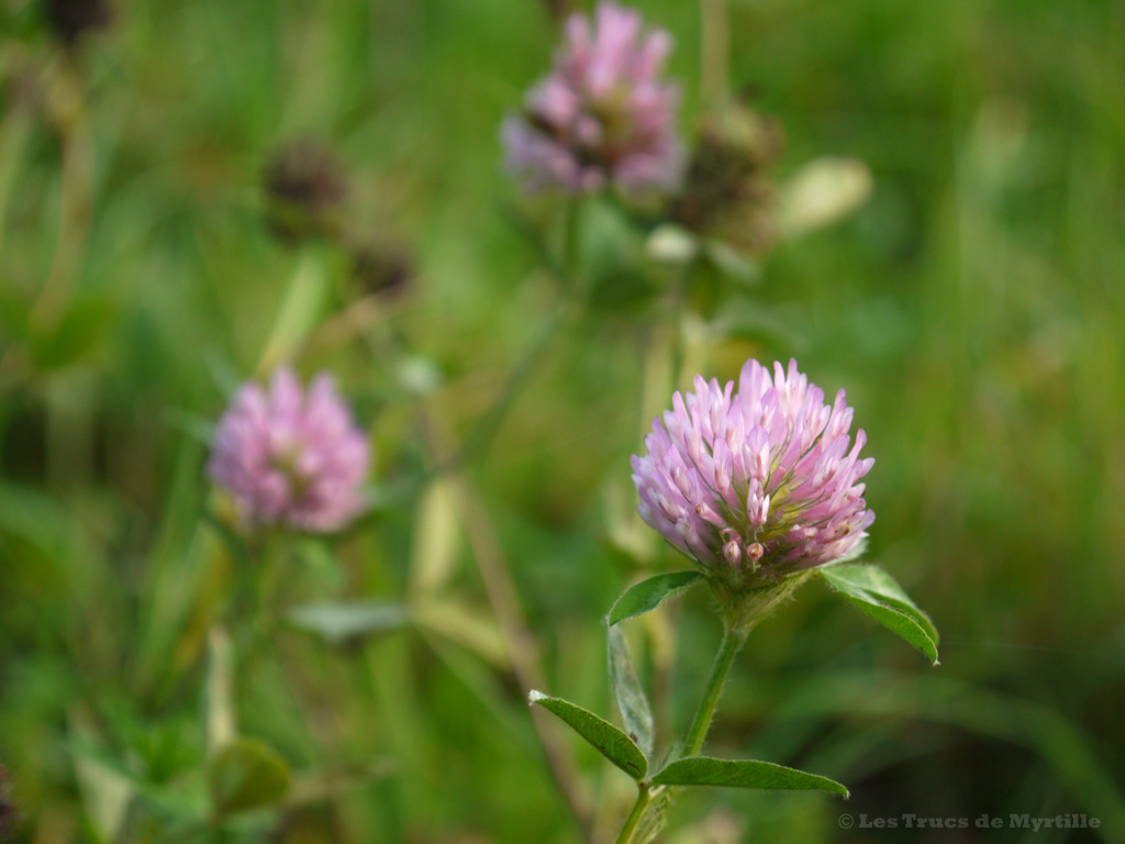 Les Trucs de Myrtille: ROSE - Projet Photo 52 {semaine #43 - 2012}