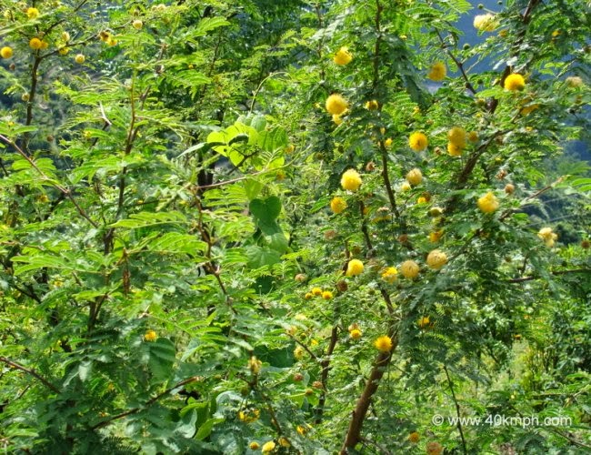 Sacred Trees & Plants: Sacred Trees & Plants