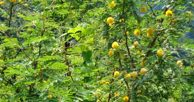 Sacred Trees & Plants: SHAMI TREE