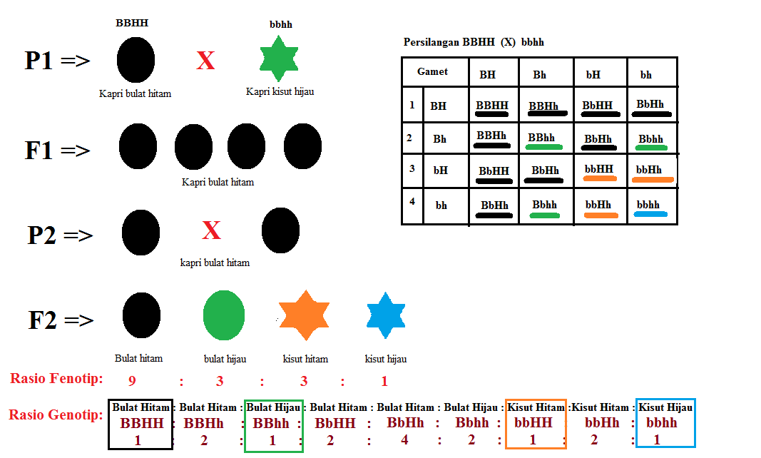 Cara Mudah menghitung fenotip Persilangan dihirid. | Buku Materi Sekolah