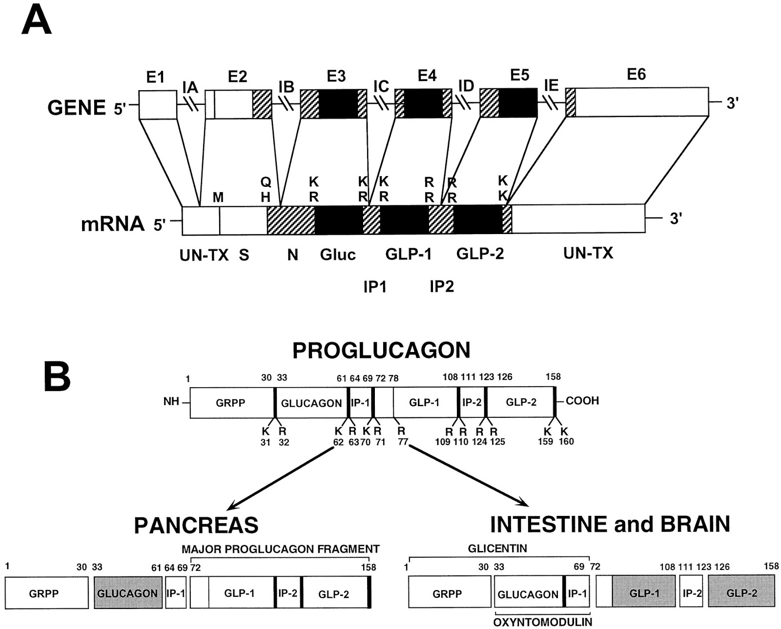 Bioregulación del metabolismo: Glucagón