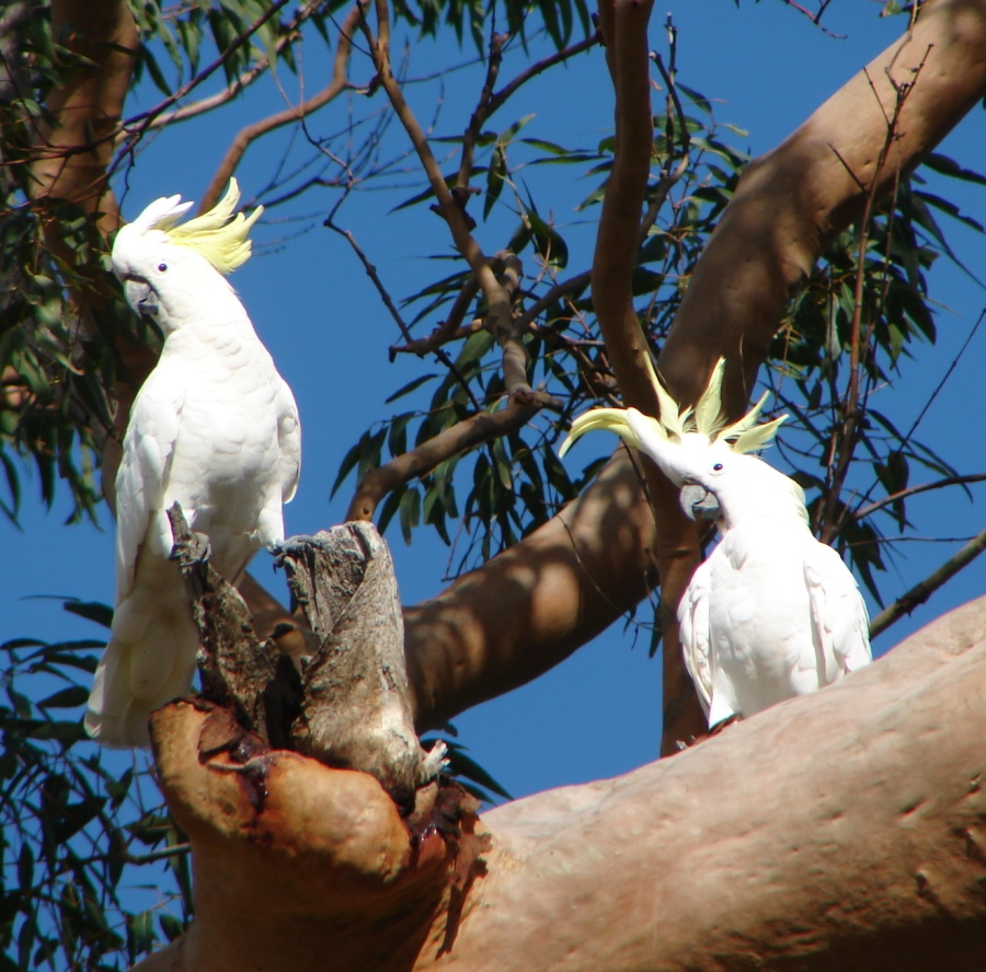 Snap Happy Birding: Sulphur-crested cockatoos fly in briefly