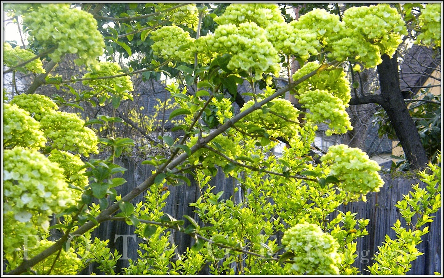 P O T A G E R: Chinese Snowball Viburnum