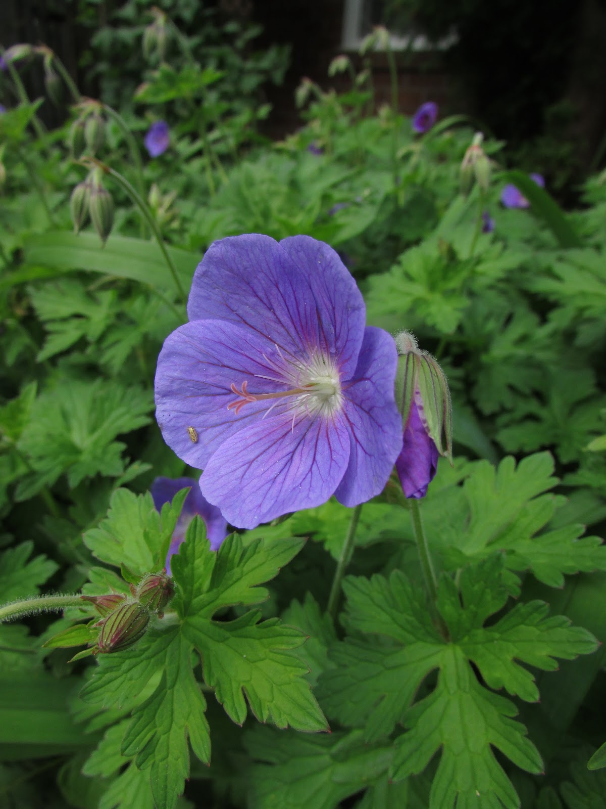 woke up, got out of bed.....: Johnson's Blue Cranesbill Geranium.....