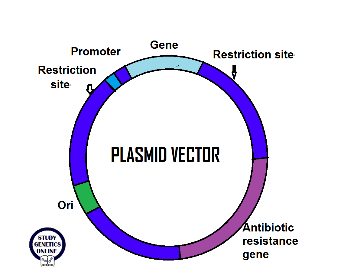 Study Genetics Online: Plasmid Vectors