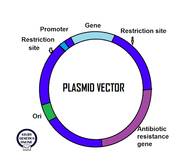 Study Genetics Online: Plasmid Vectors