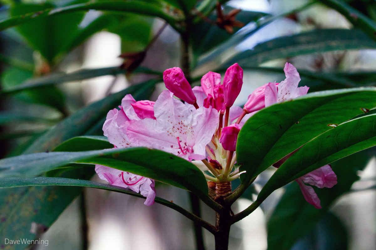 Deception Pass Rhododendrons 2016