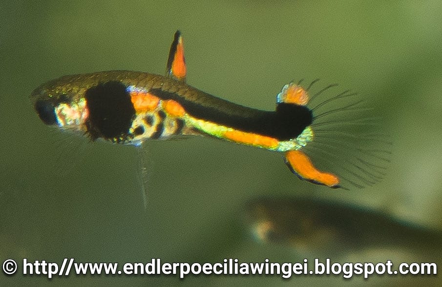 ENDLER POECILIA WINGEI Livebearers Cumana Area @endlerpoeciliawingei ...