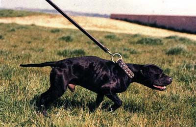 EL GAMENESS EN EL APBT - PerrosGame