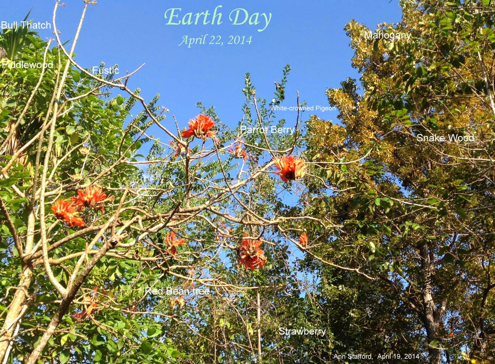 CaymANNature: Earth Day - Cayman’s native plants for native wildlife