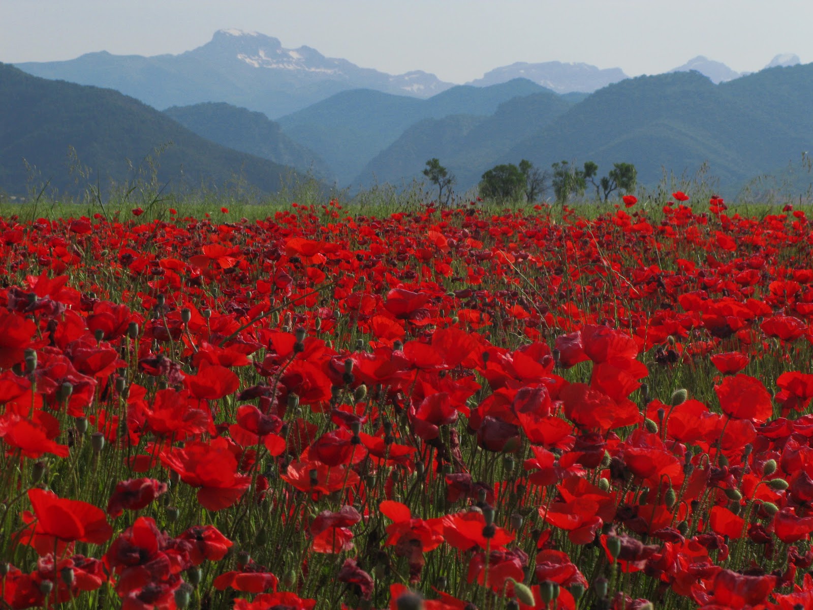 Pyrenees Life, Mountains and Nature: Good Year for the Poppies ...