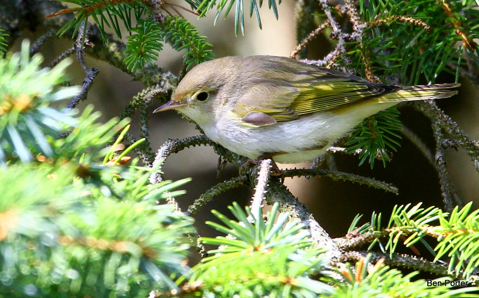 Bardsey's Wildlife: Western Bonelli's Warbler!