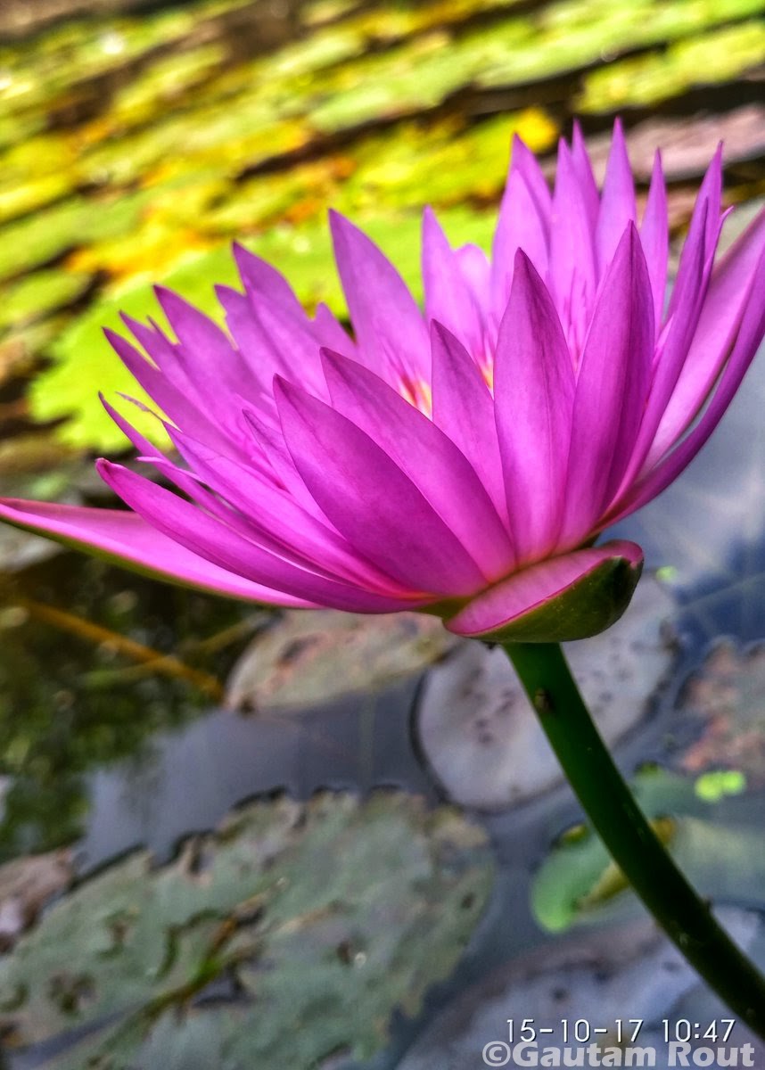 Ekamravan, Bhubaneswar