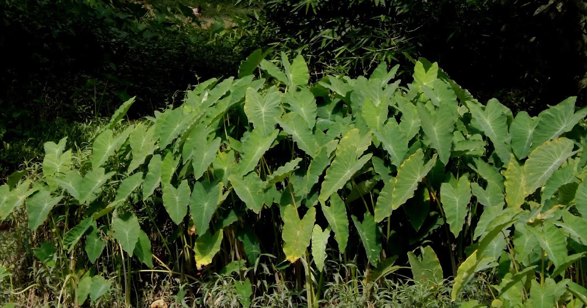 Kochu or Taro, Colocasia esculenta