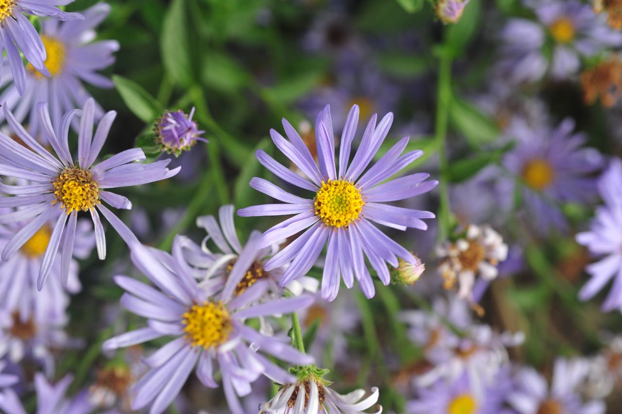 the modern house garden: purple aster