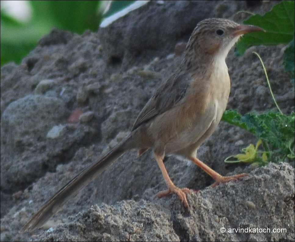 Common Babbler Pictures and Detail (Turdoides caudata)