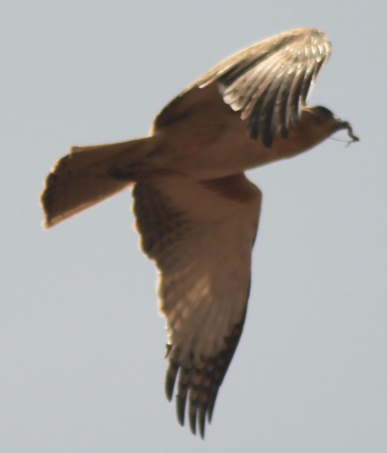 Richard Waring's Birds of Australia: Little Eagle