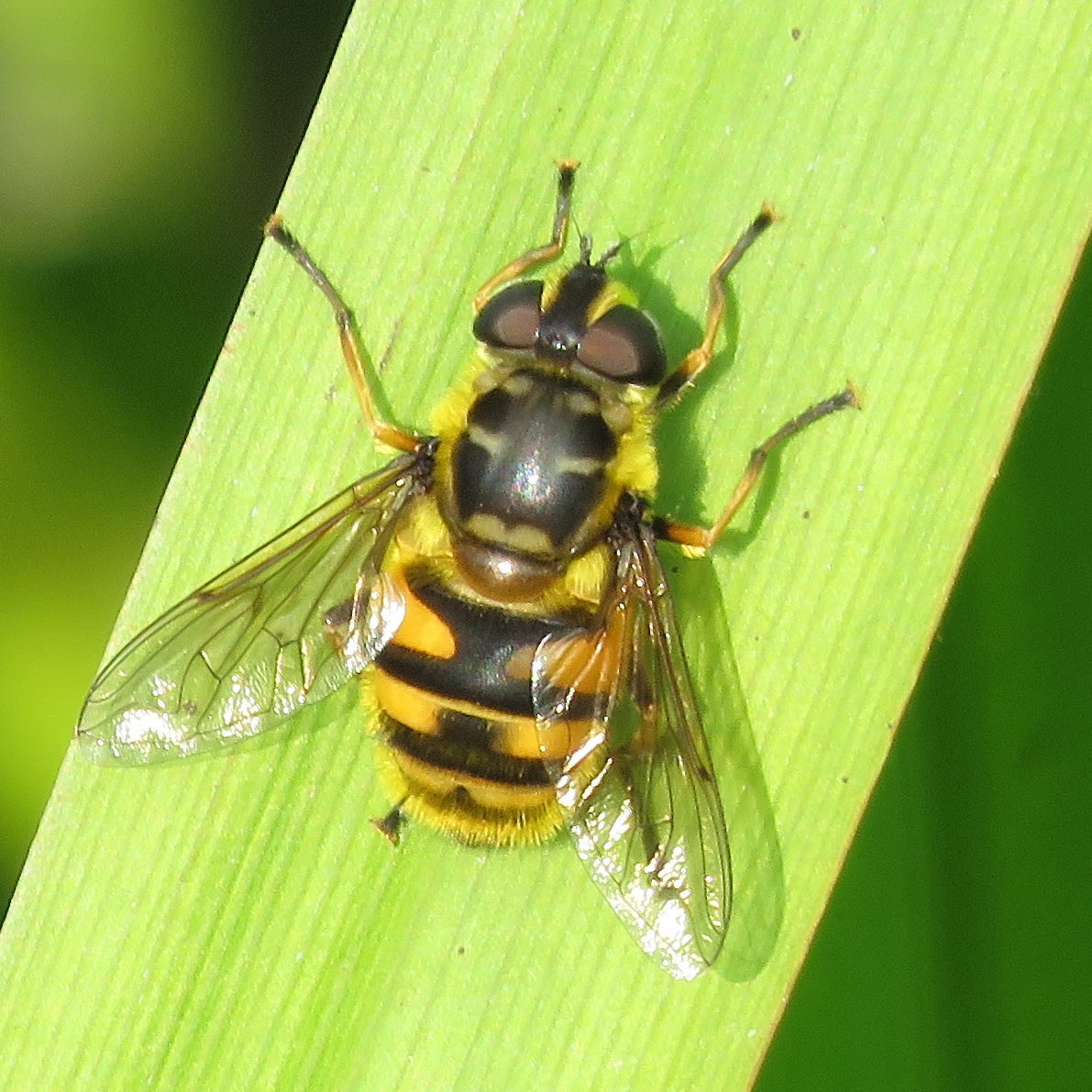 BugBlog: Bright batman hoverfly