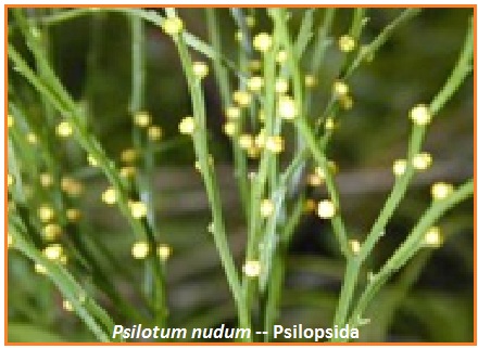 BIOLOGI GONZAGA: PAKU HOMOSPORE - PERALIHAN