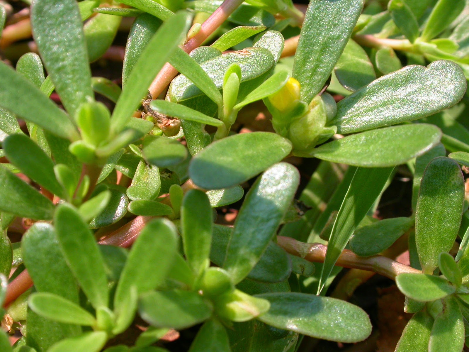 Backyard Patch Herbal Blog: Purslane - Herb of the Week