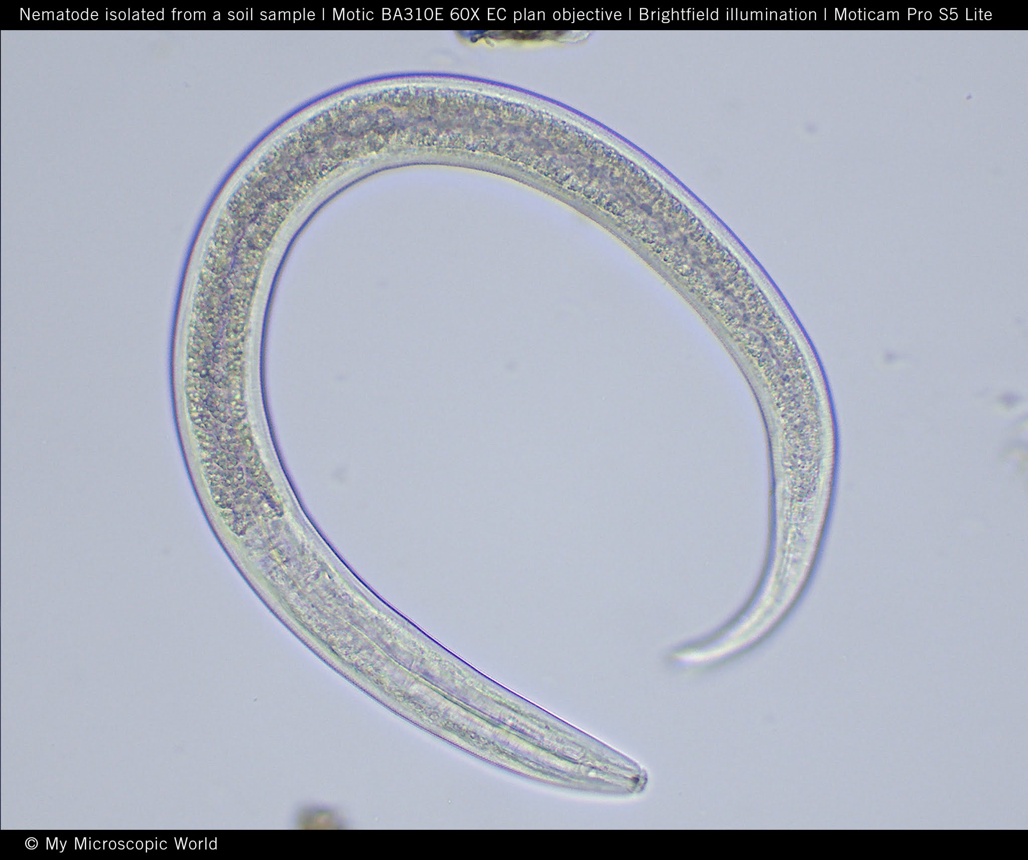 Motic Europe | Blog: Nematodes - The most common animal on earth