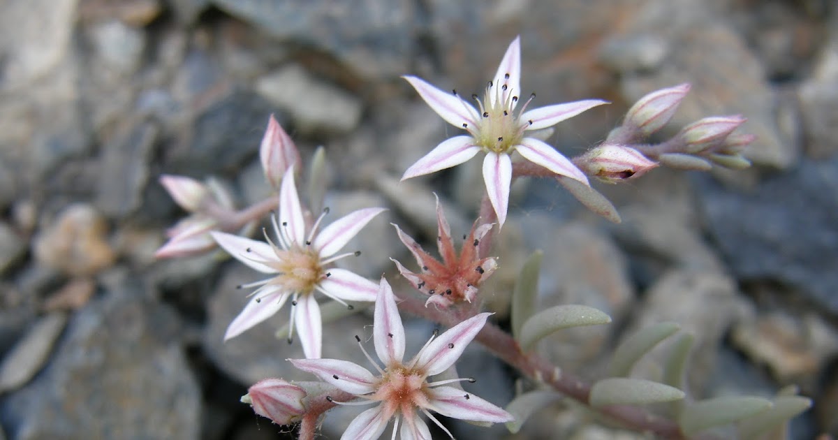 Sedum hispanicum - Spanish stonecrop care and culture | Travaldo's blog
