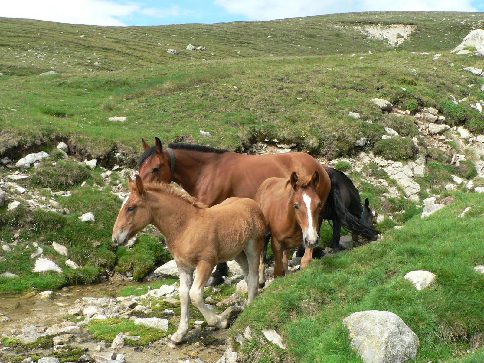 cavall pirinenc catala: Coneixes la carn de poltre???