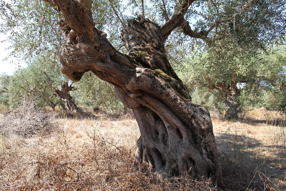 Antiguos OLIVOS del Mediterráneo : GREECE. ELLADA. MESSINIA. METHONI ...