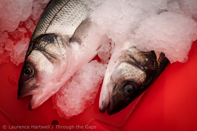 Through the Gaps! - Newlyn Fishing News: Newlyn is loaded with fish on ...