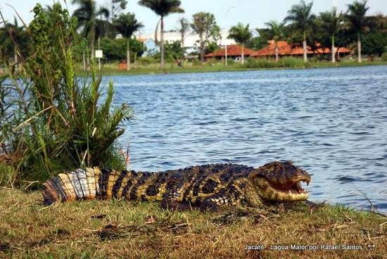 Bixo do Mato : Jacaré tava numa Boa Jacaré tava na LAGOA