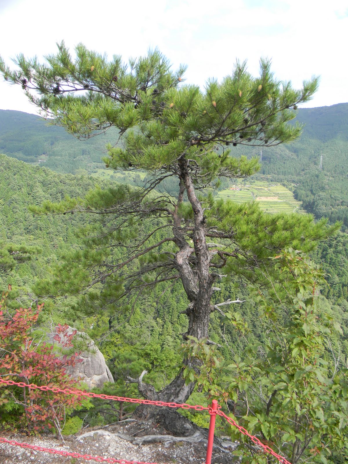 Konichiwa, Iwakuni!: Hiking Seven Falls