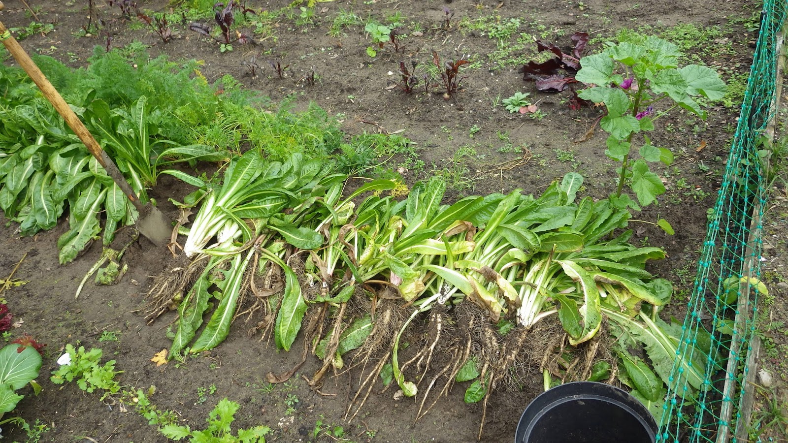 Moesker's Moestuin: Aardbei wellness.