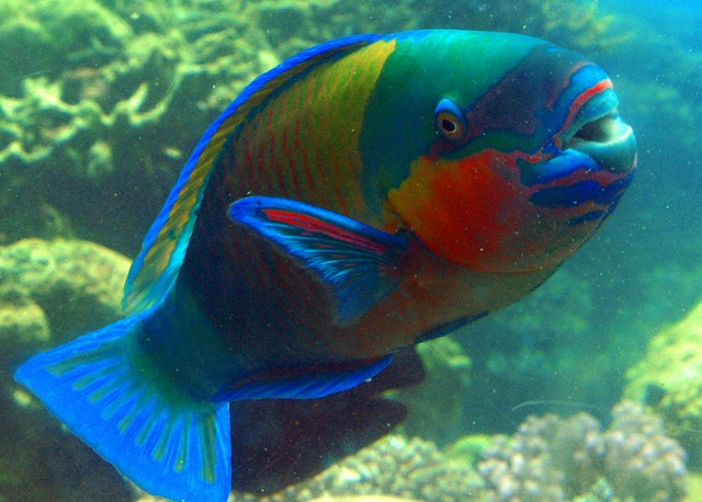 More Parrot Fishes – More clean Reefs ~ Aquatic Students' Association
