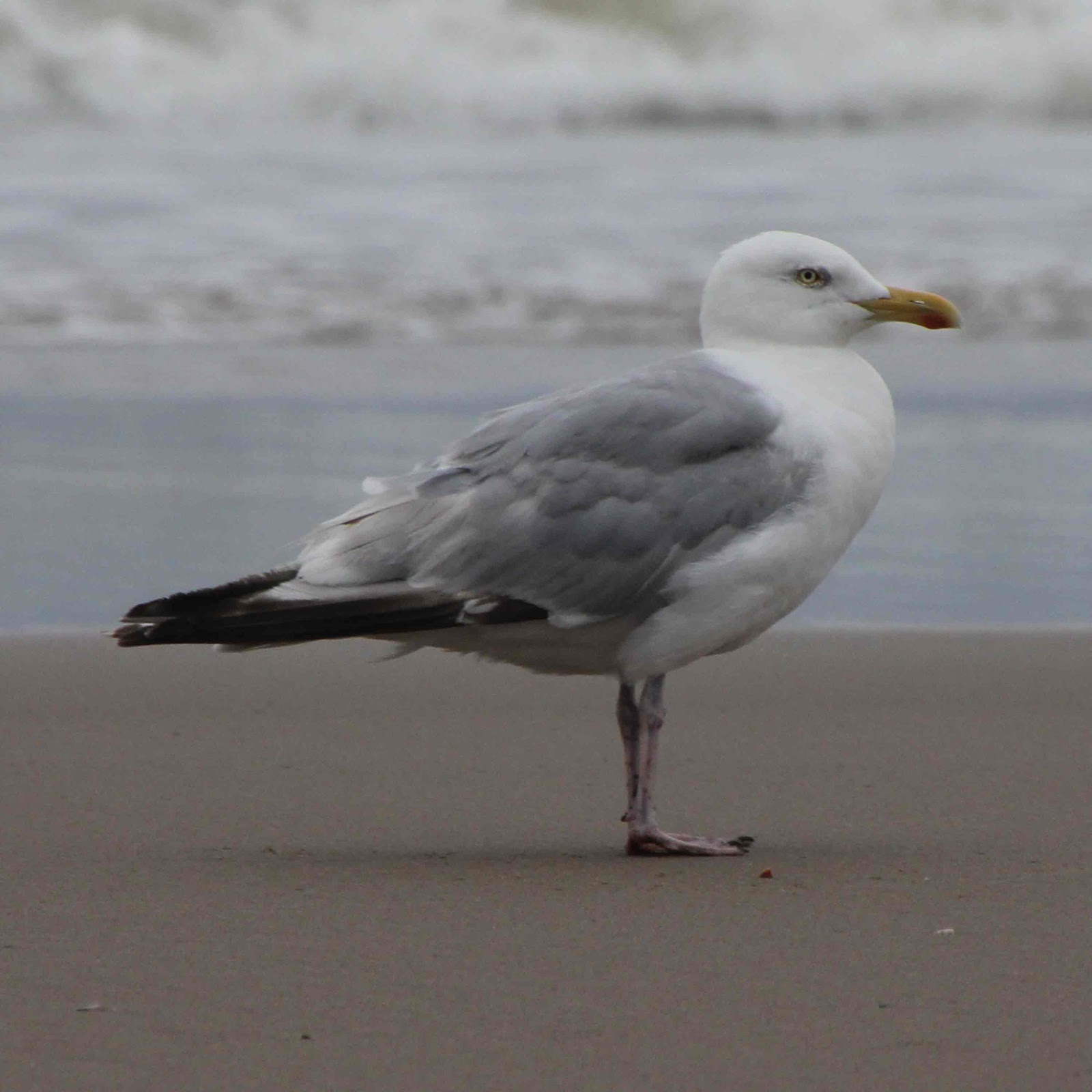 Corine van Kuilenburg Fotografie: Meeuw op het strand
