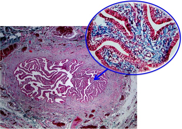 SOS BIOLOGIA CELULAR Y TISULAR: GENITAL FEMENINO