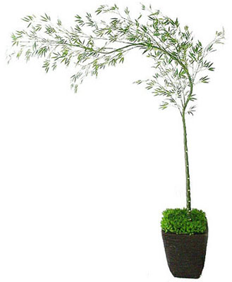 RW PAISAGISMO: ESCULTÓRICA: BAMBU-MOSSÔ