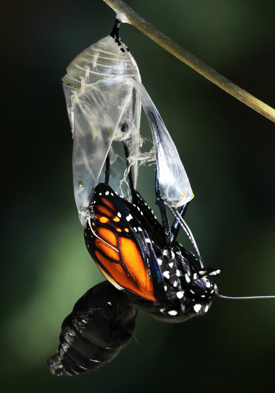 EXAMS AND ME : Chrysalis Effect: (Metamorphosis)