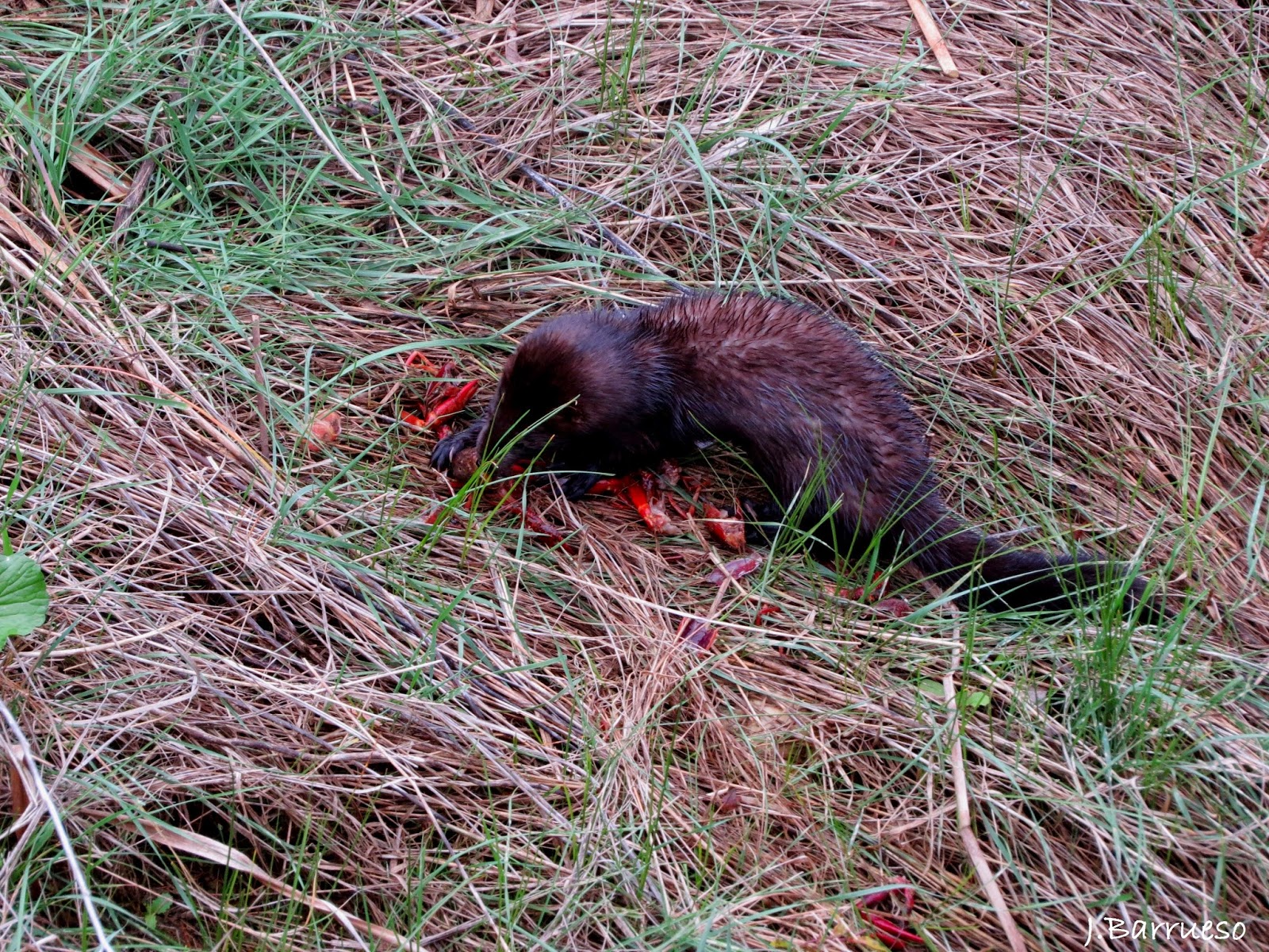 De paseo por la naturaleza: El banquete del visón americano.