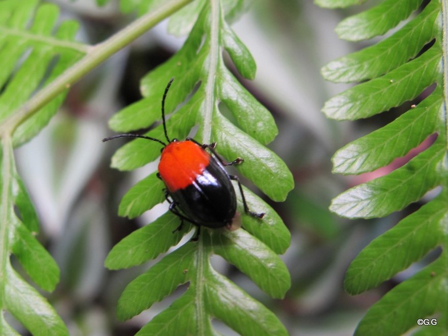 Nature Wonders Gershonized: Papua New Guinea collection of insects 9_2011