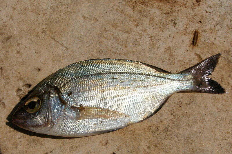 Artes de Pesca: VAMOS A PESCAR PAÑOSO PARTXIMIKI PANCHA O CHOPA