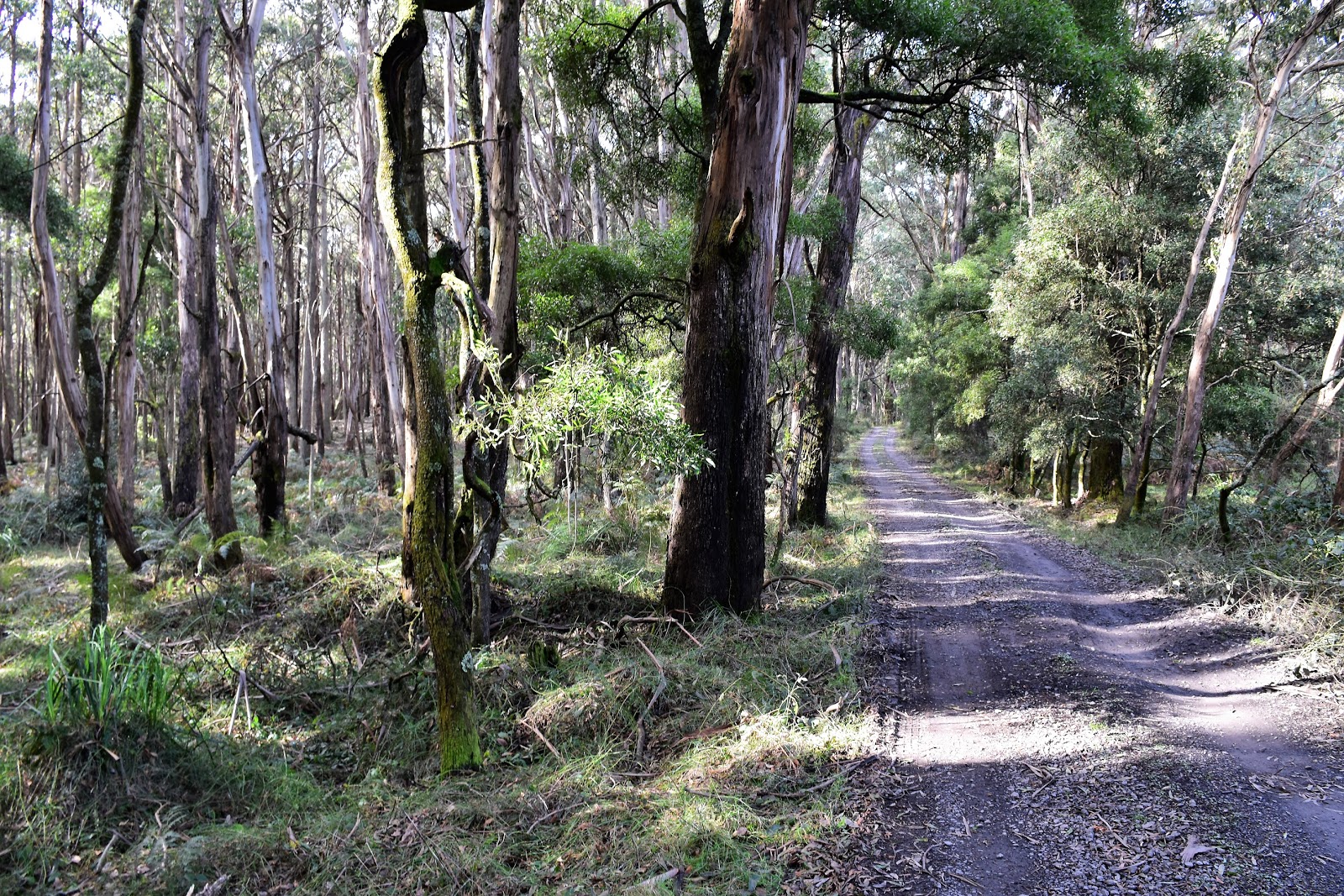 Goin' Feral One Day At A Time: Blue Mountain, Wombat State Forest ...