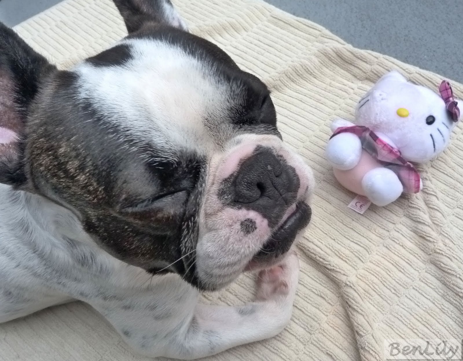 Two French Bulldogs: Hello Kitty