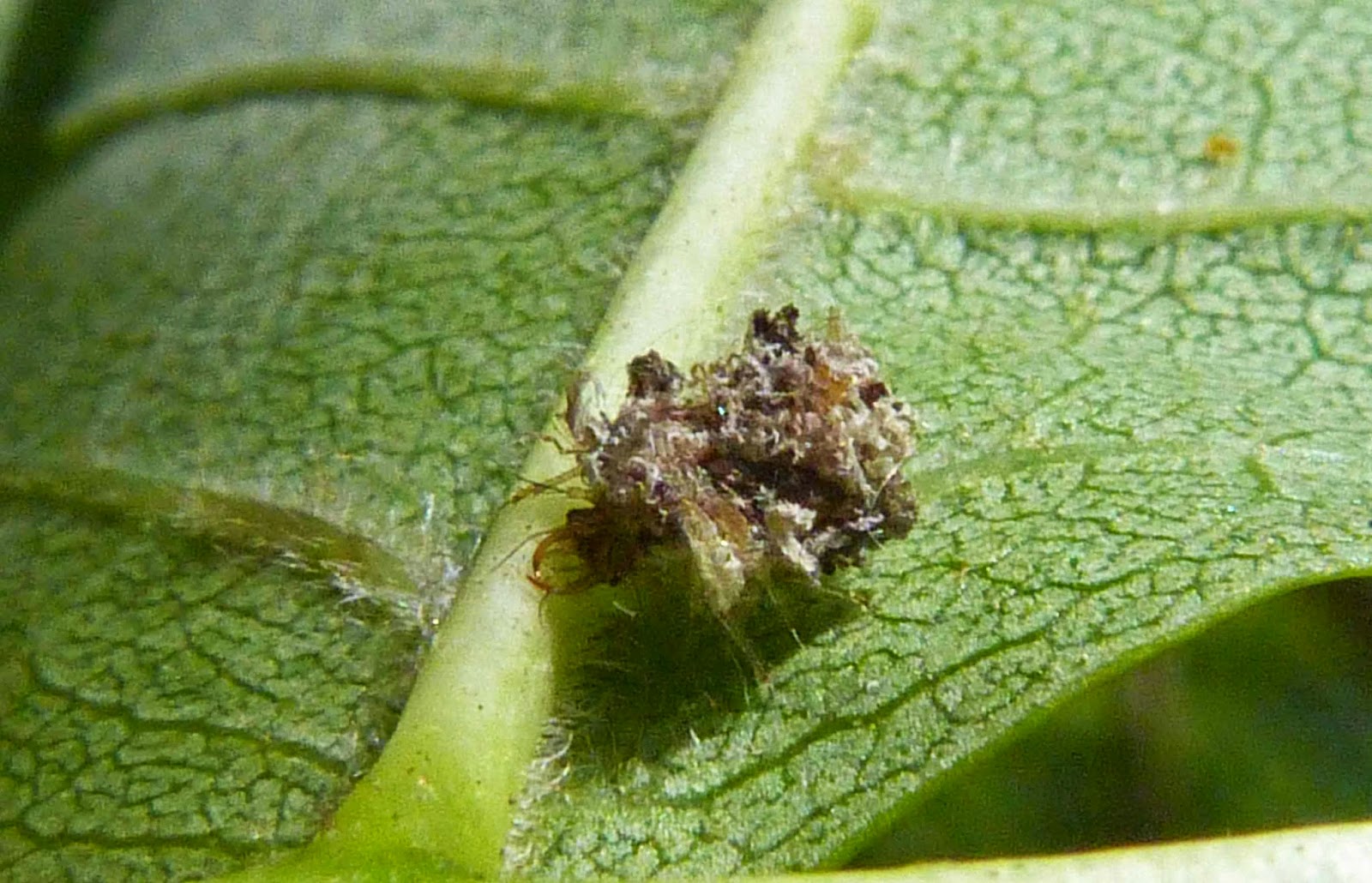 Insects of Scotland: Lacewings/Scorpion Flies