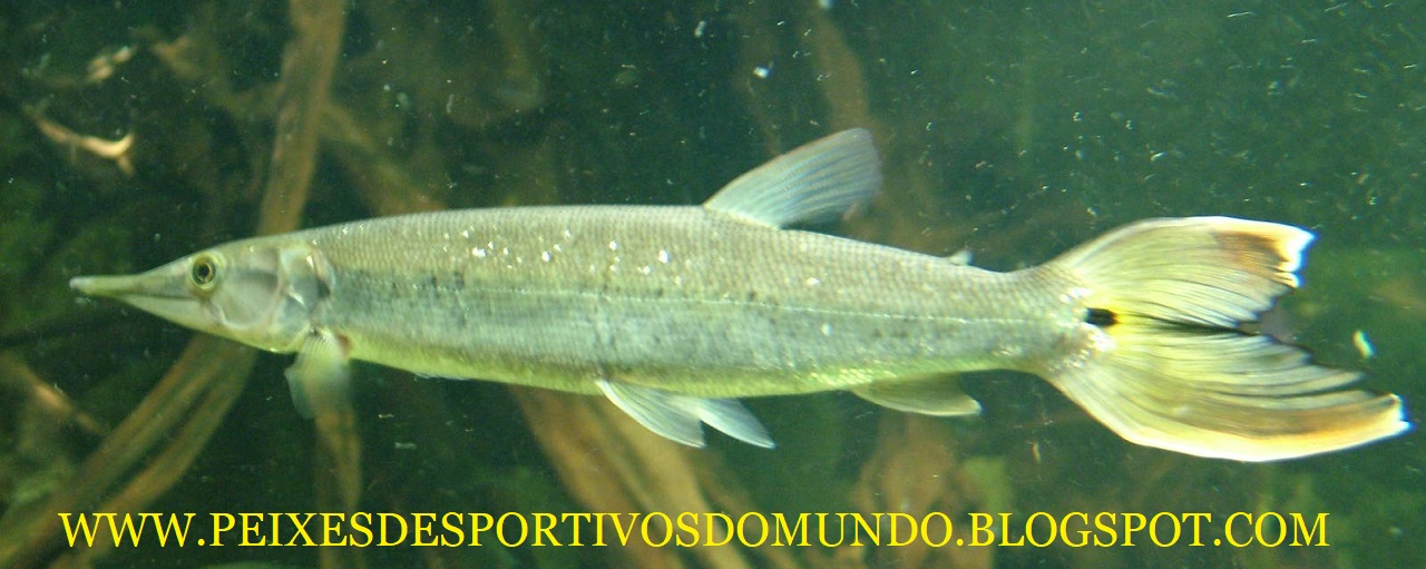 PEIXES DESPORTIVOS DO MUNDO: A BICUDA - Boulengerella cuvieri (Spix ...